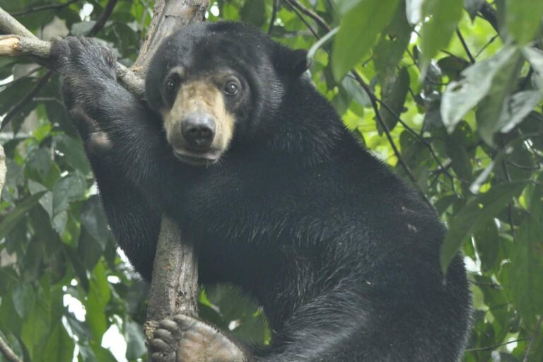 Bornean Sun Bear Conservation Centre (BSBCC) – Wild Animal Rescue ...