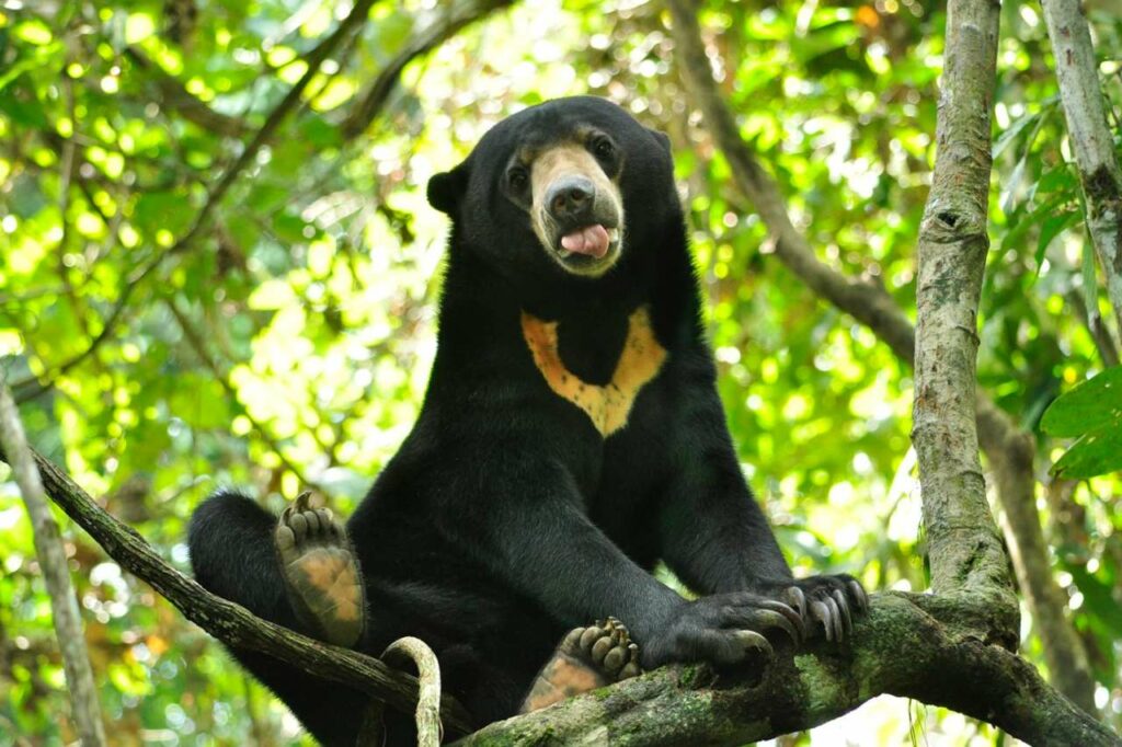 Bornean Sun Bear Conservation Centre (BSBCC) – Wild Animal Rescue ...