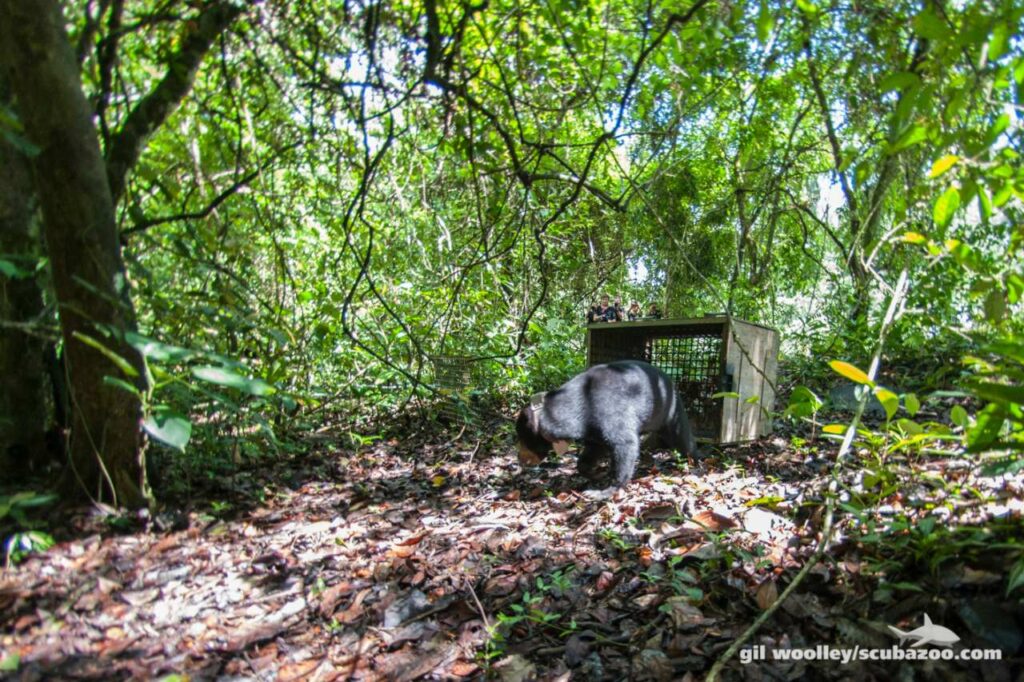 Bornean Sun Bear Conservation Centre (BSBCC) – Wild Animal Rescue ...